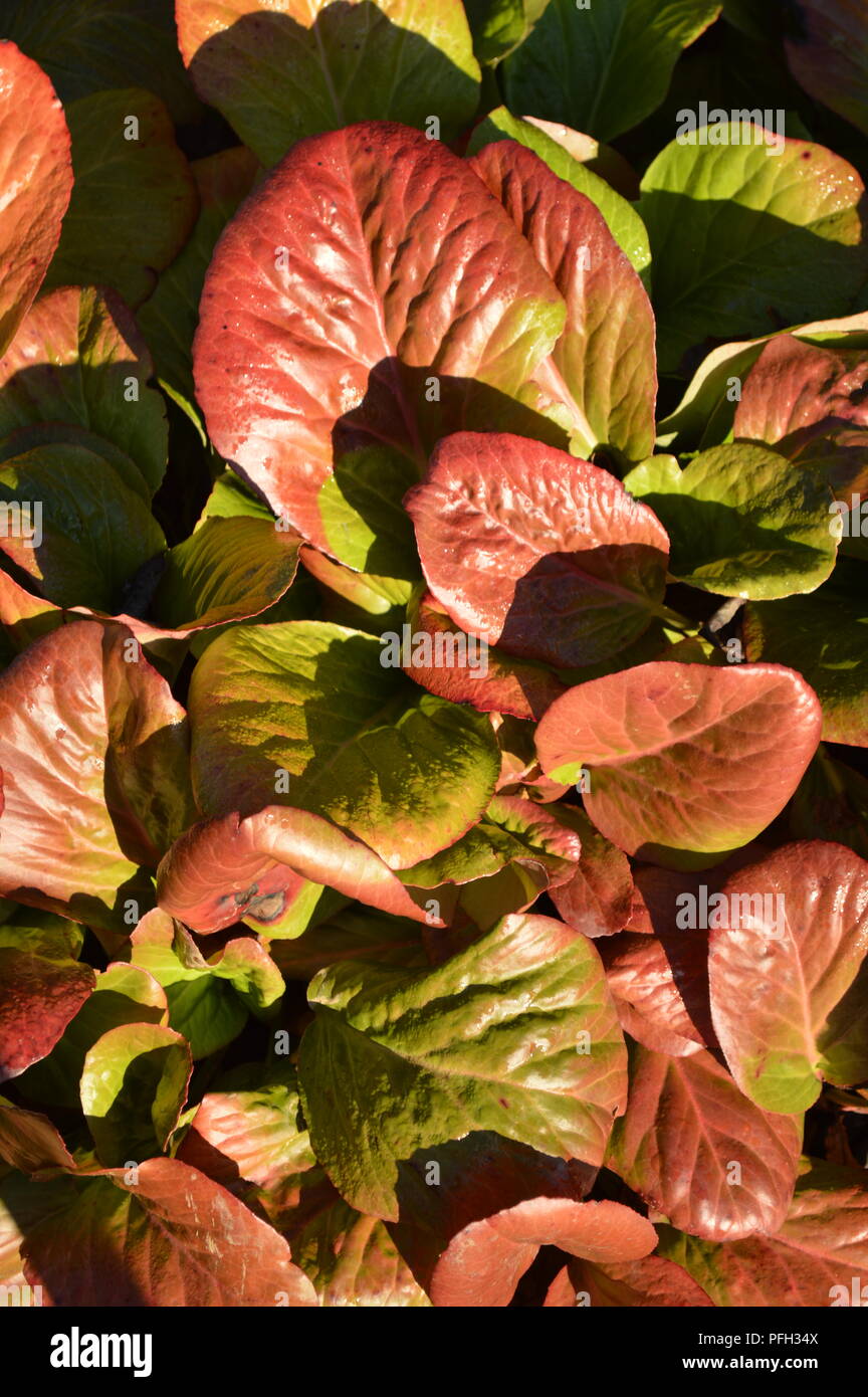 Bergenia cordifolia winter colour Stock Photo - Alamy