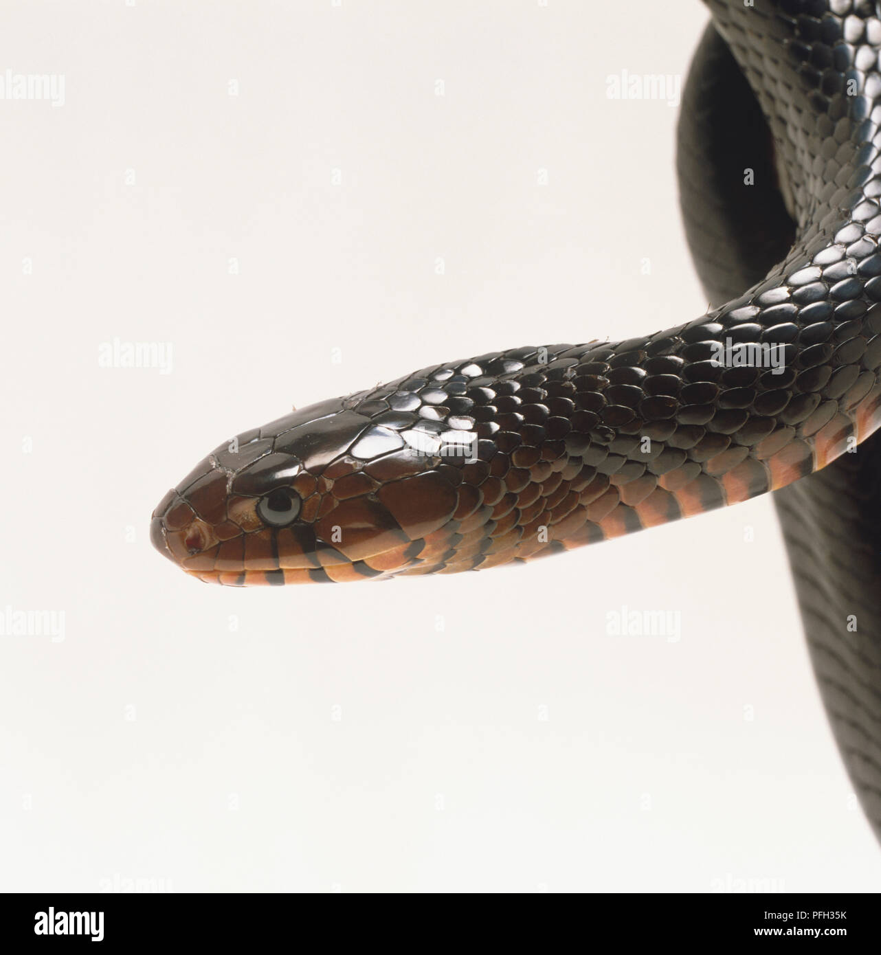 Head of Indigo Snake (Drymarchon corais), close up, side view Stock ...