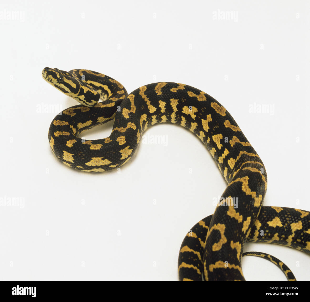 Carpet python morelia spilota hi-res stock photography and images - Alamy