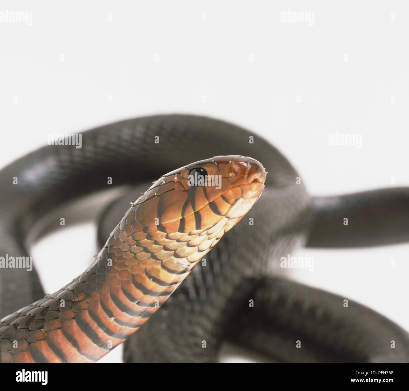 Indigo snake hi-res stock photography and images - Alamy