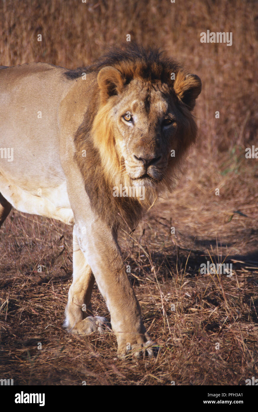 Front facing lion hi-res stock photography and images - Alamy