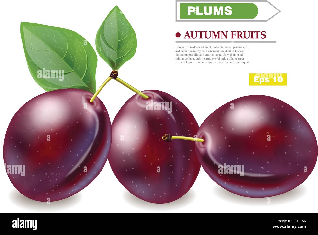 Plum Template