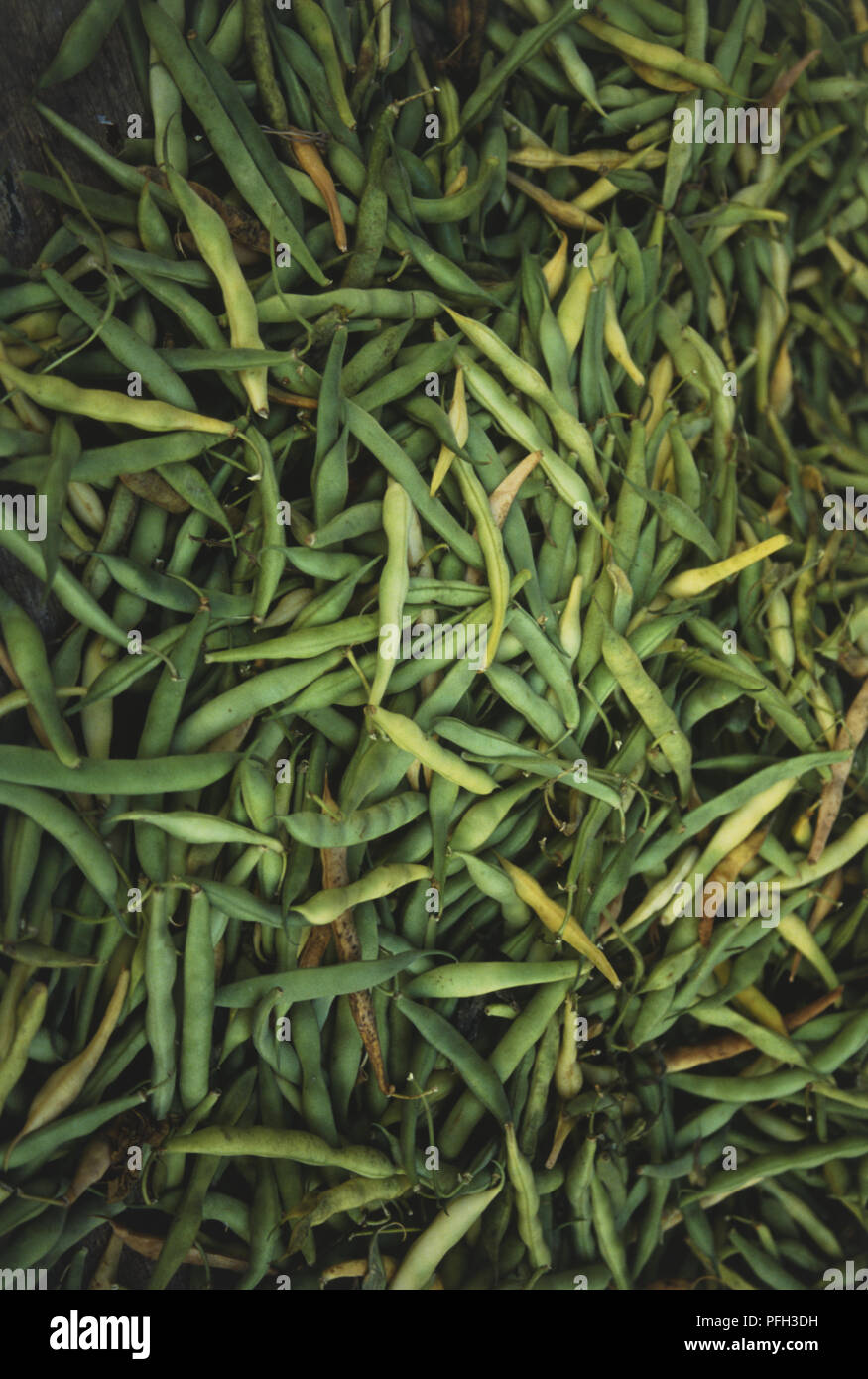 Phaseolus coccineus, abundance of fresh green Runner Beans Stock Photo ...