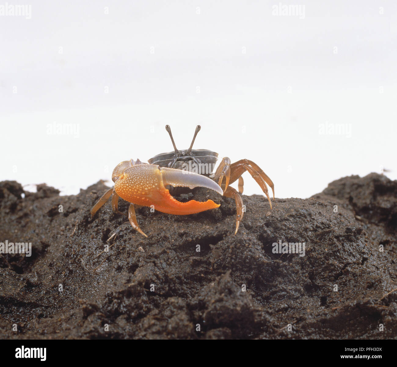 Fiddler Crab (Uca vocans) in the mud Stock Photo - Alamy