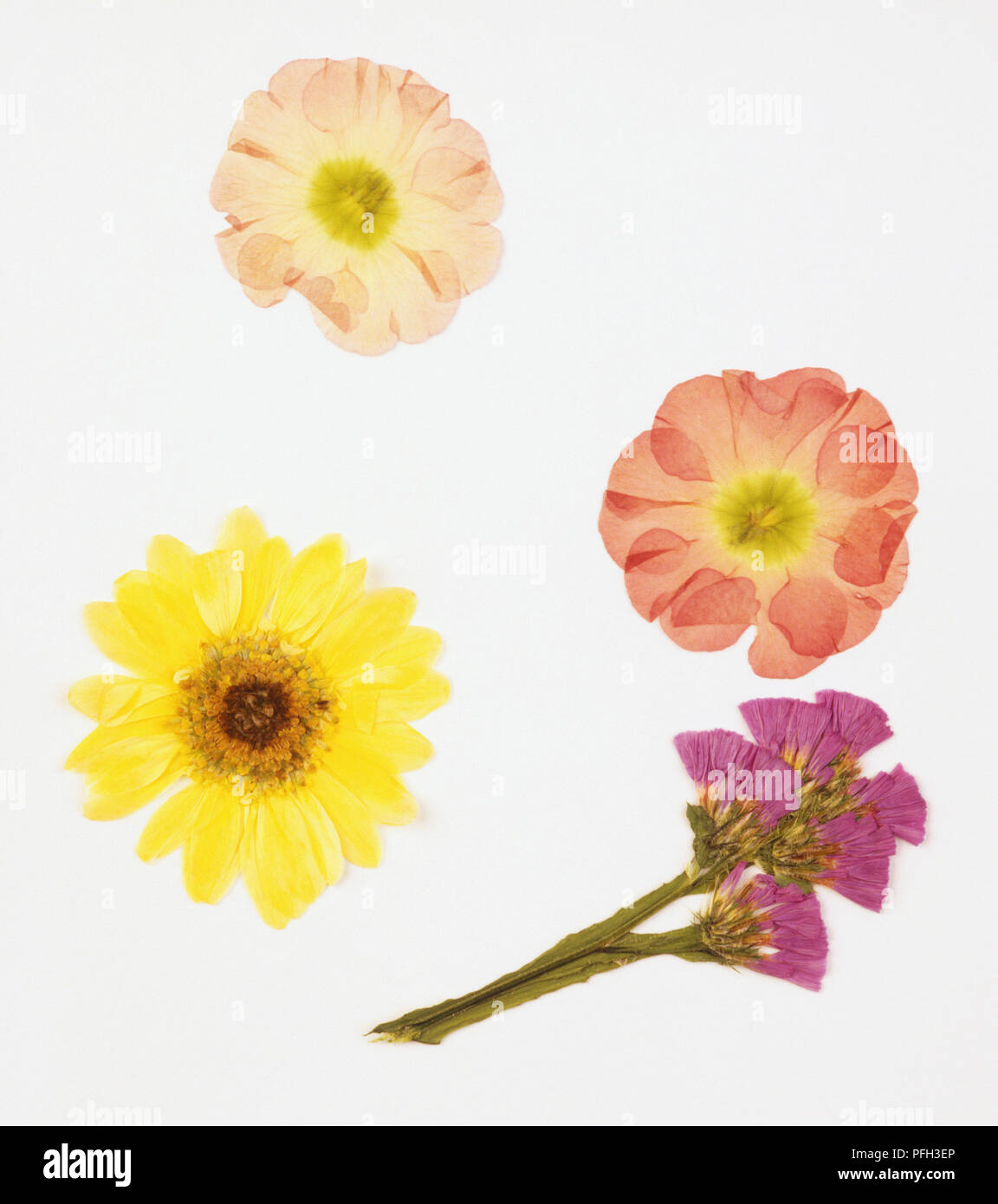 Colourful flower heads including Primula Stock Photo - Alamy