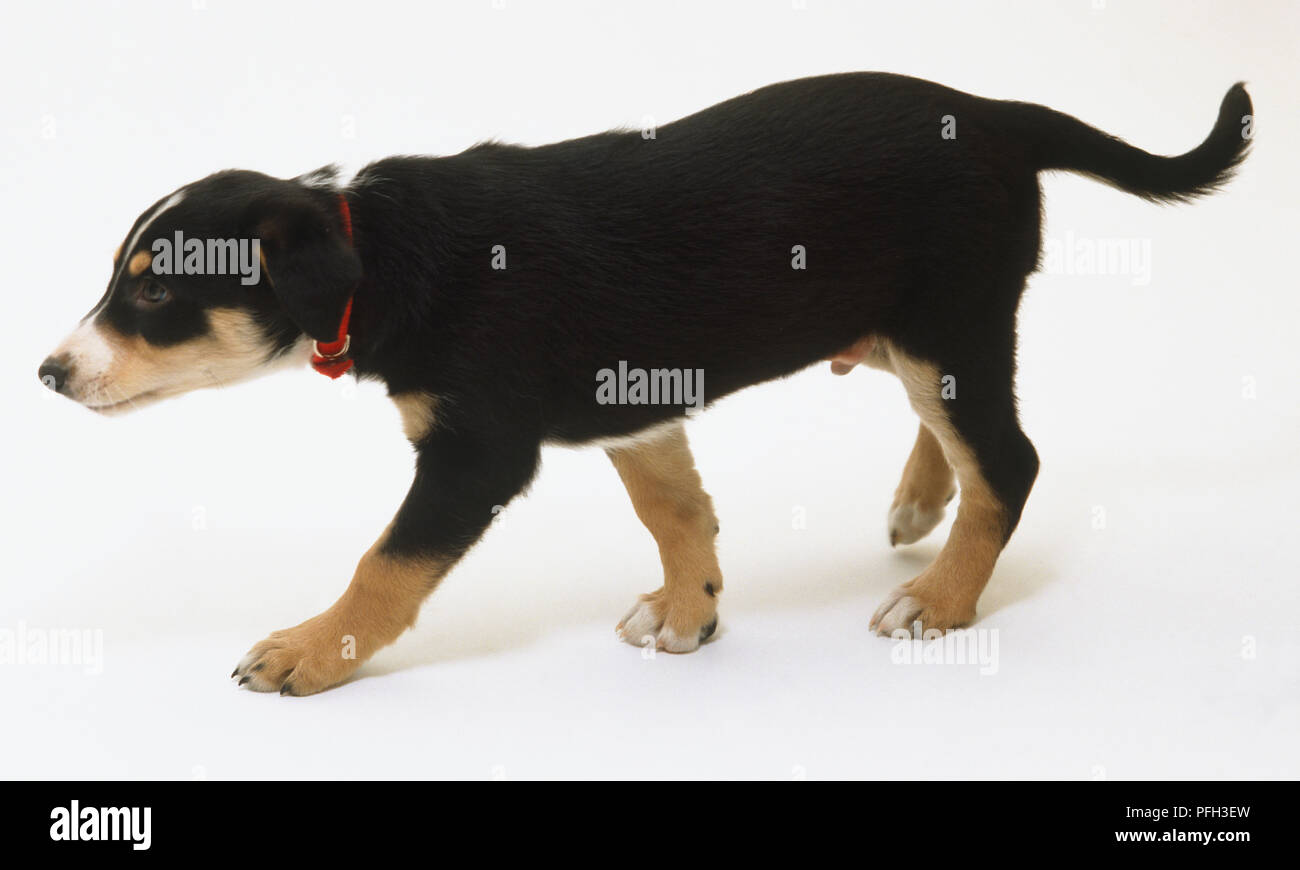 Black white mongrel dogs hi-res stock photography and images - Alamy