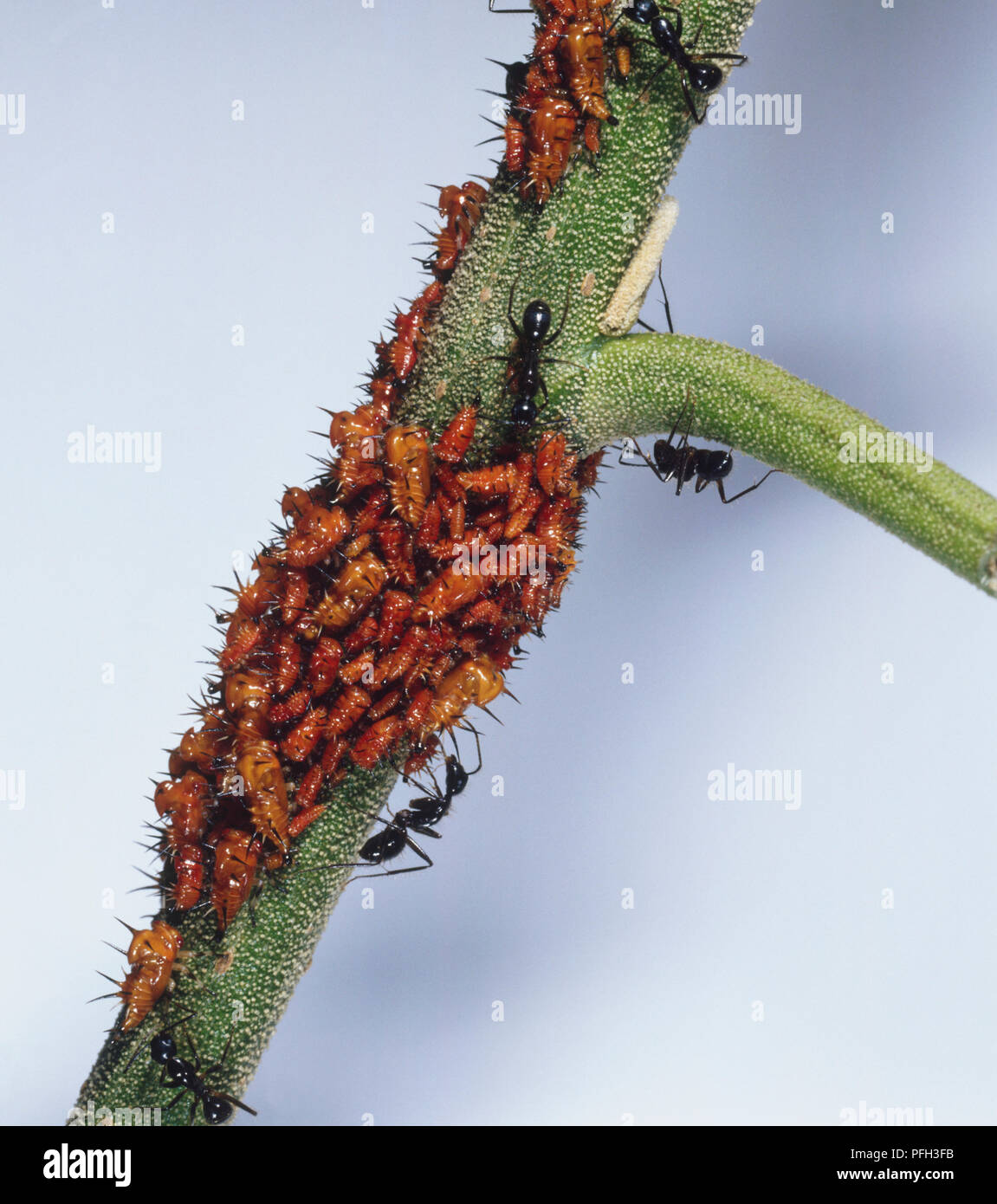 Mature ants (Formicidae) and larvae on a stem of a plant, close up ...