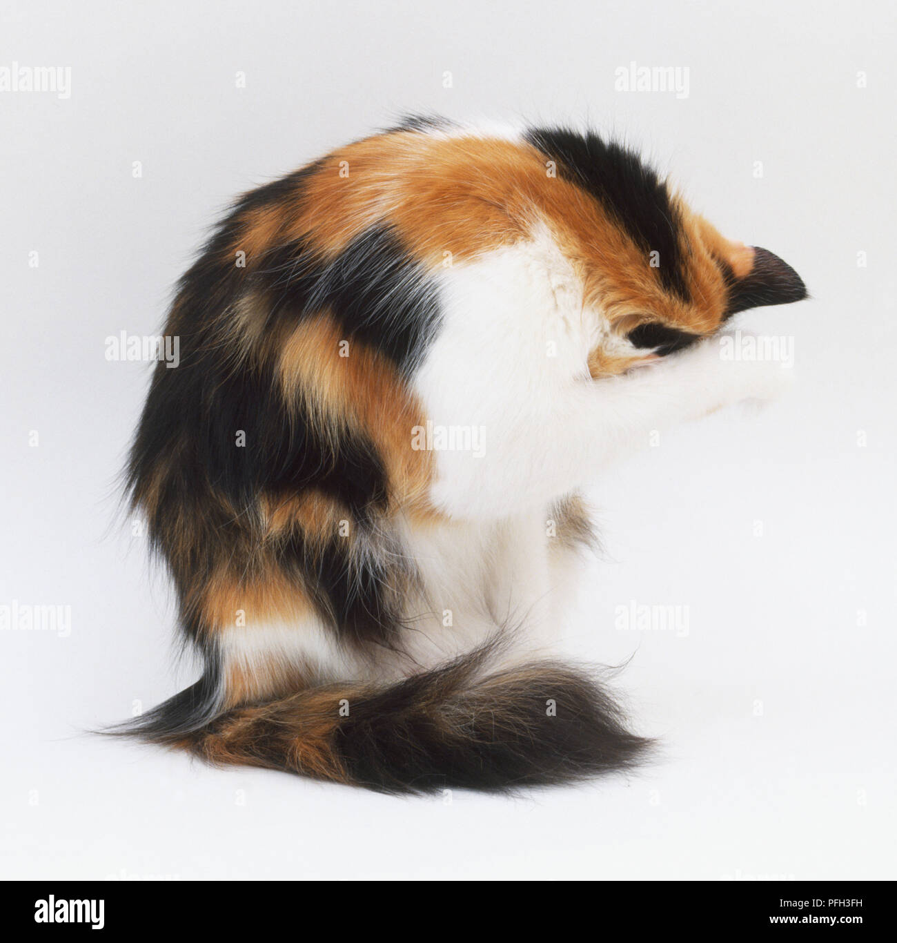 Tortoiseshell Cat (Felis catus) sitting with its paw over its head ... Tortoiseshell Cat (Felis catus) sitting with its paw over its head ...