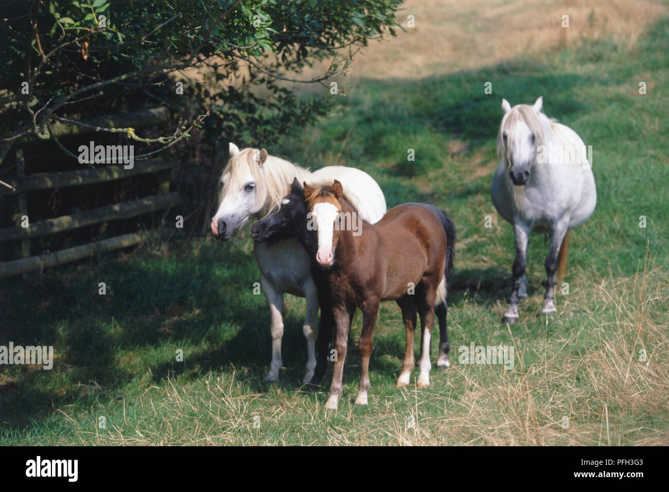 Three Ponies (Equus caballus) roaming sunny field, front view Stock ...