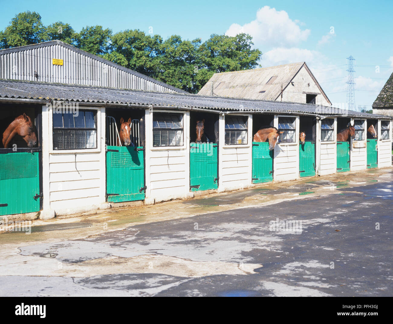 Row of stable stalls with green doors, with the head of a Horse (Equus ...