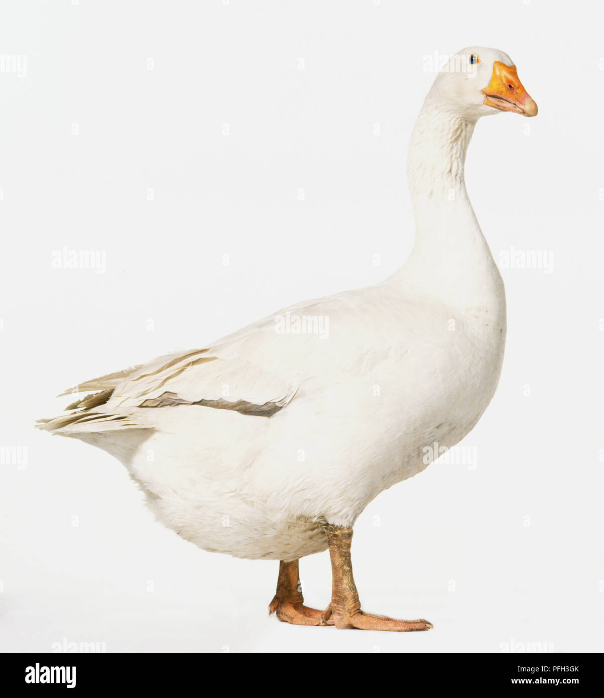 White Goose (Anatidae), side view Stock Photo - Alamy