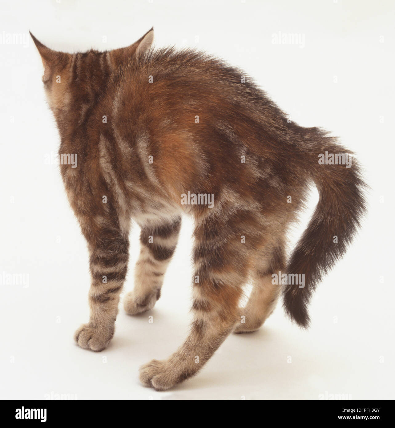 Kitten (Felis catus) standing and arching its back Stock Photo - Alamy