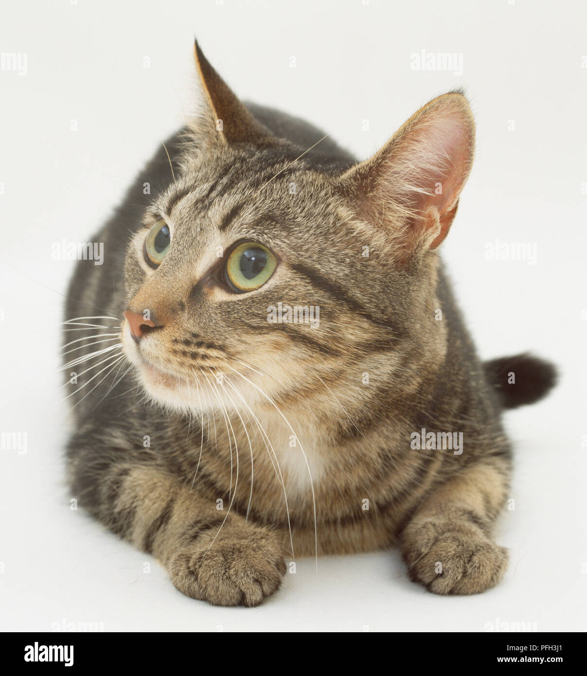 Cat looking sideways hi-res stock photography and images - Alamy