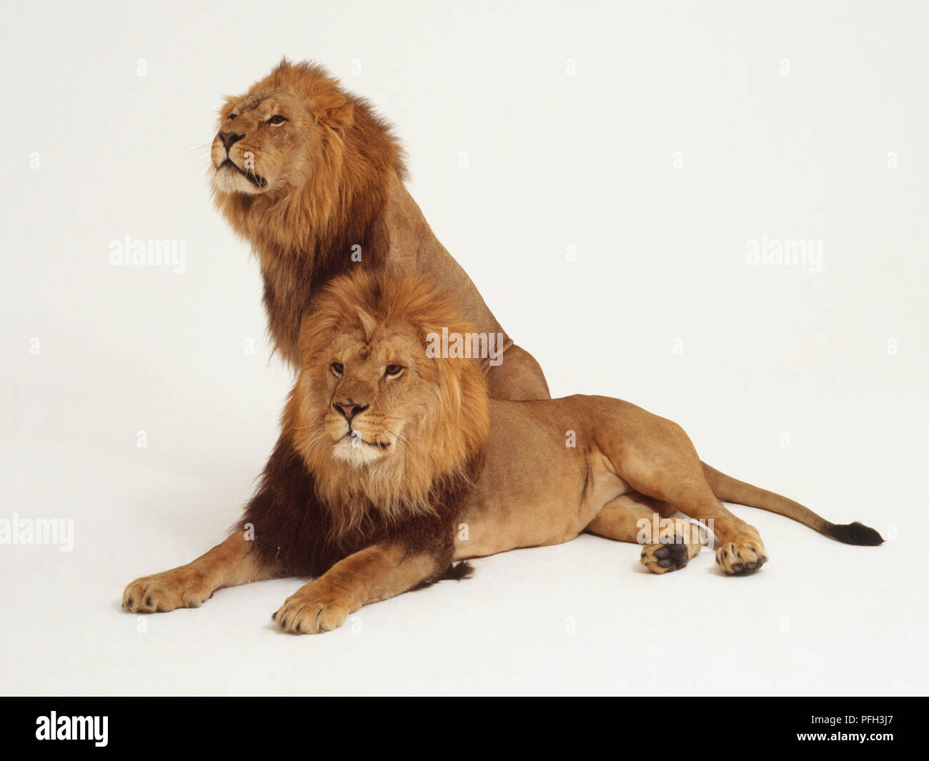 Lion Sitting Down Side View