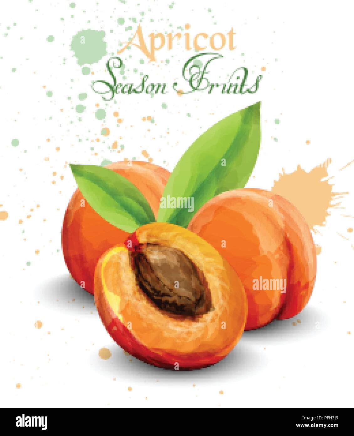 Apricot watercolor Vector. Delicious fruit handmade design template ...
