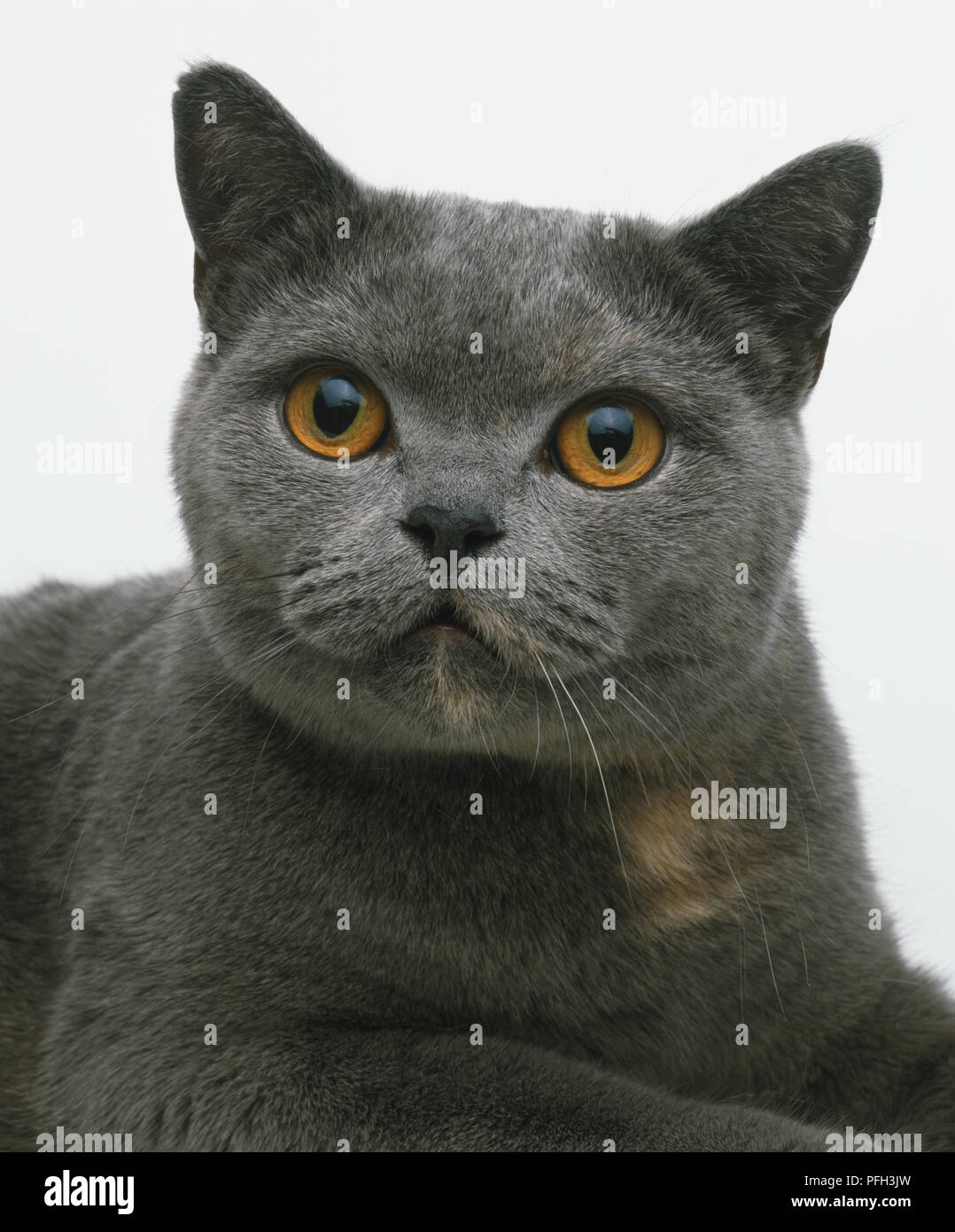 Head of British Blue Cat (Felis catus), front view Stock Photo - Alamy