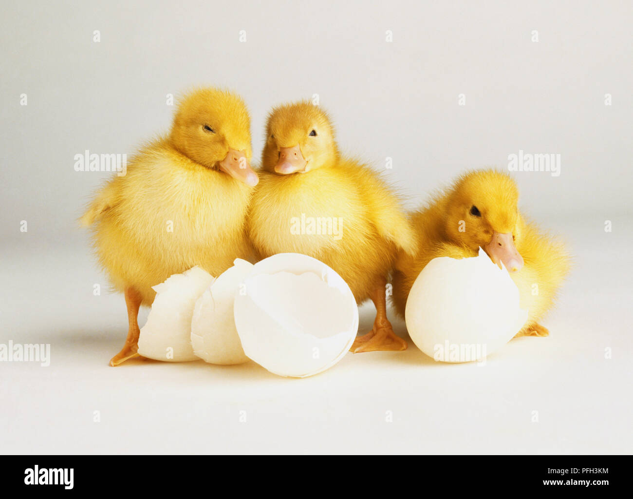 Three Ducklings (Anatidae) behind broken egg shells, front view Stock ...