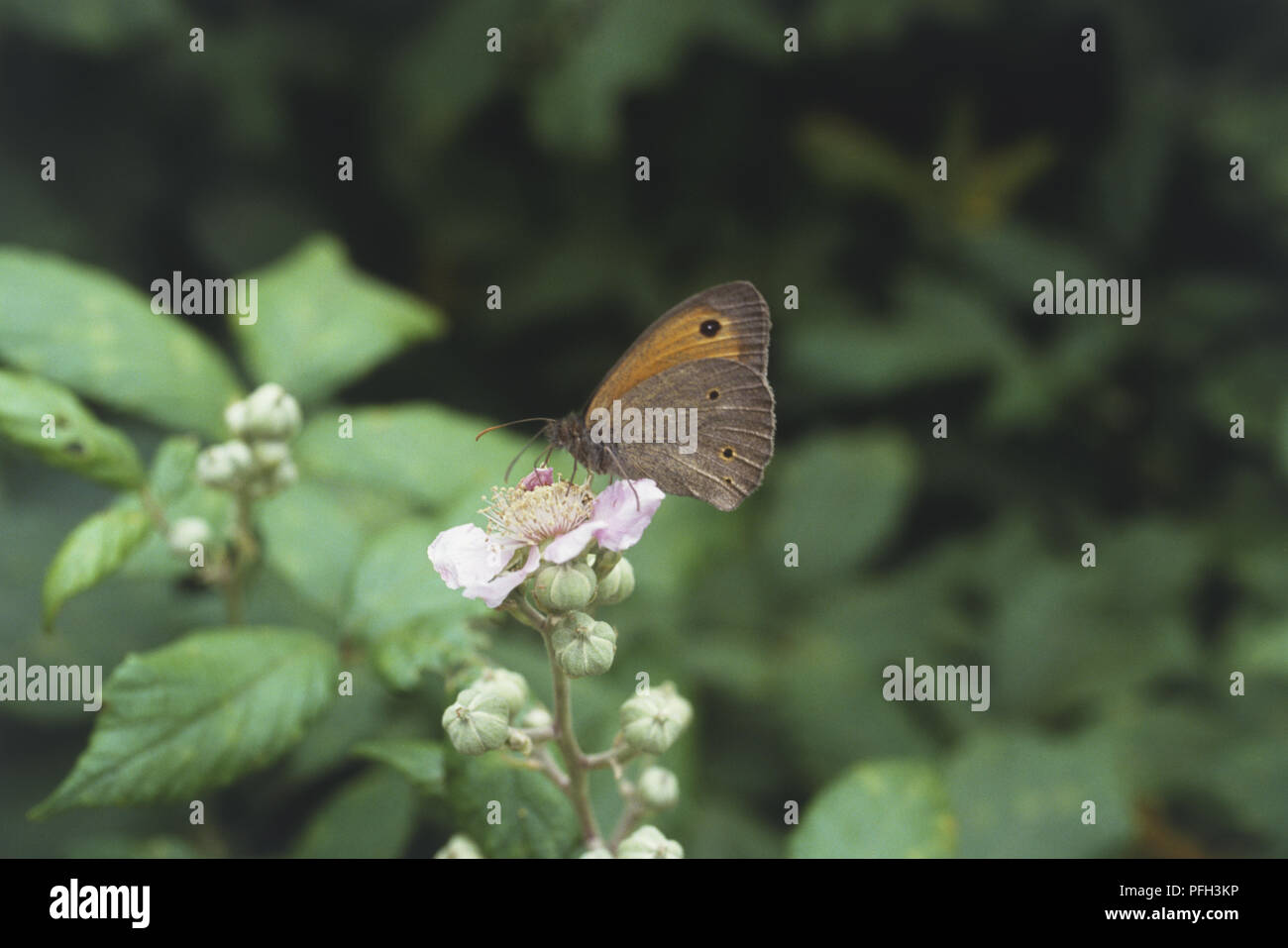 Butterflies of southern italy hi-res stock photography and images - Alamy