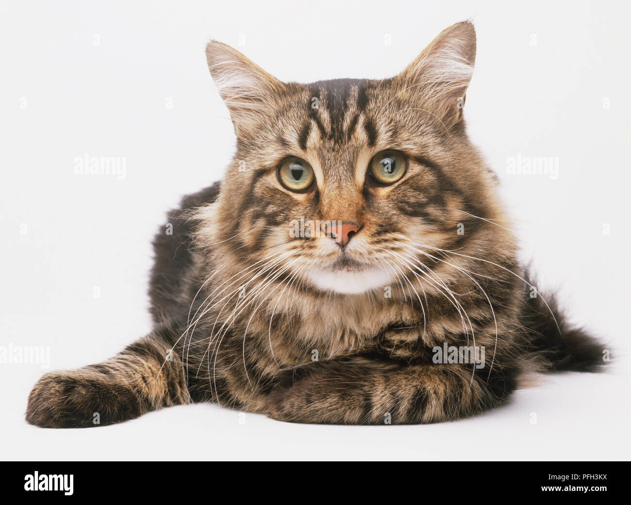 Maine Coone Cat (Felis catus) lying down on floor, facing forward Stock ...