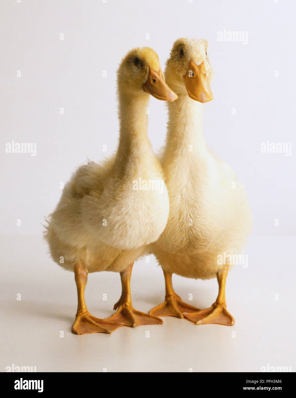 Two Ducklings (Anatidae) standing side by side Stock Photo - Alamy