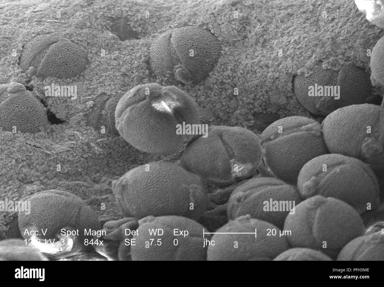 Pollen grains sem hi-res stock photography and images - Alamy