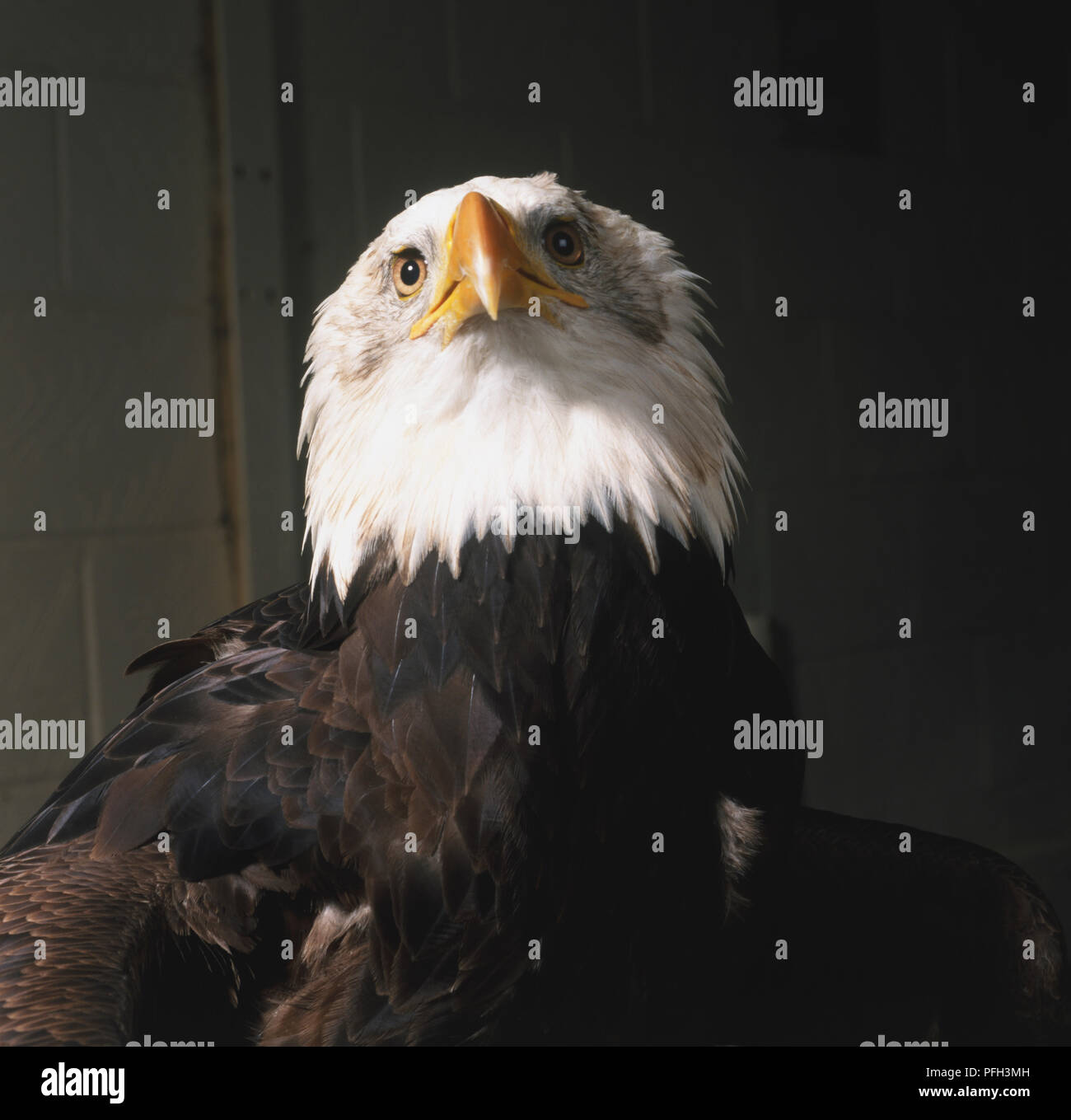 Bald eagle looking camera hi-res stock photography and images - Alamy