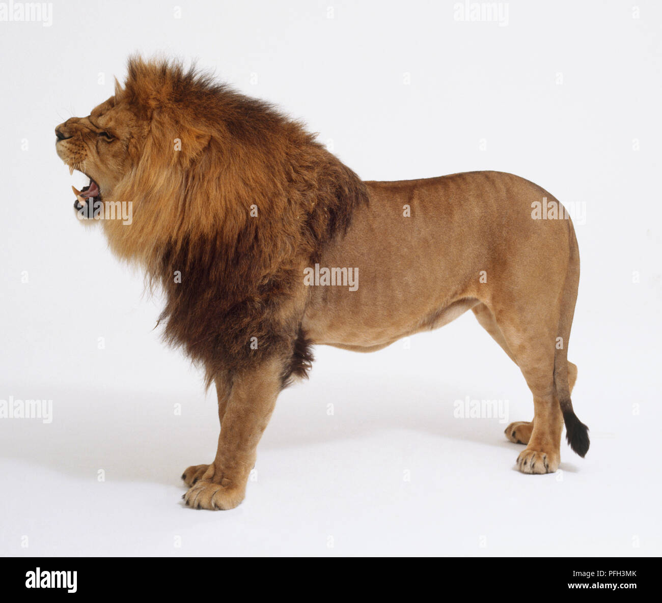 Roaring Lion Side View