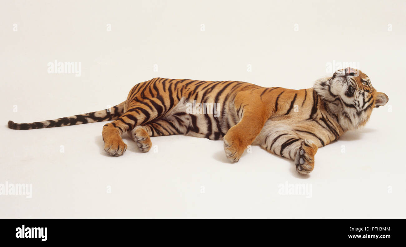 Tiger (Panthera tigris) lying on its side and looking up, front view ...