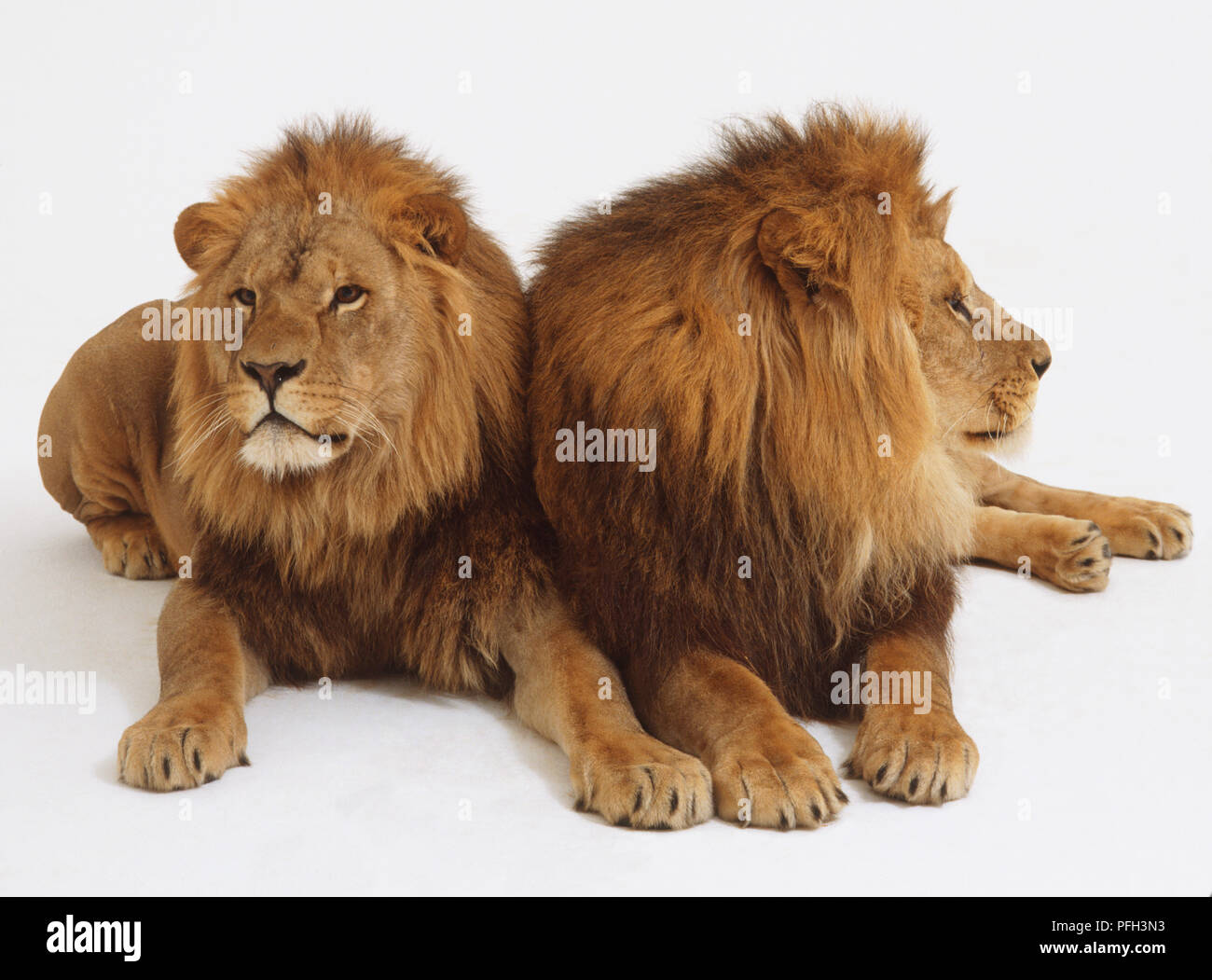 Two Lions (Panthera leo) lying on their front side by side, front view ...