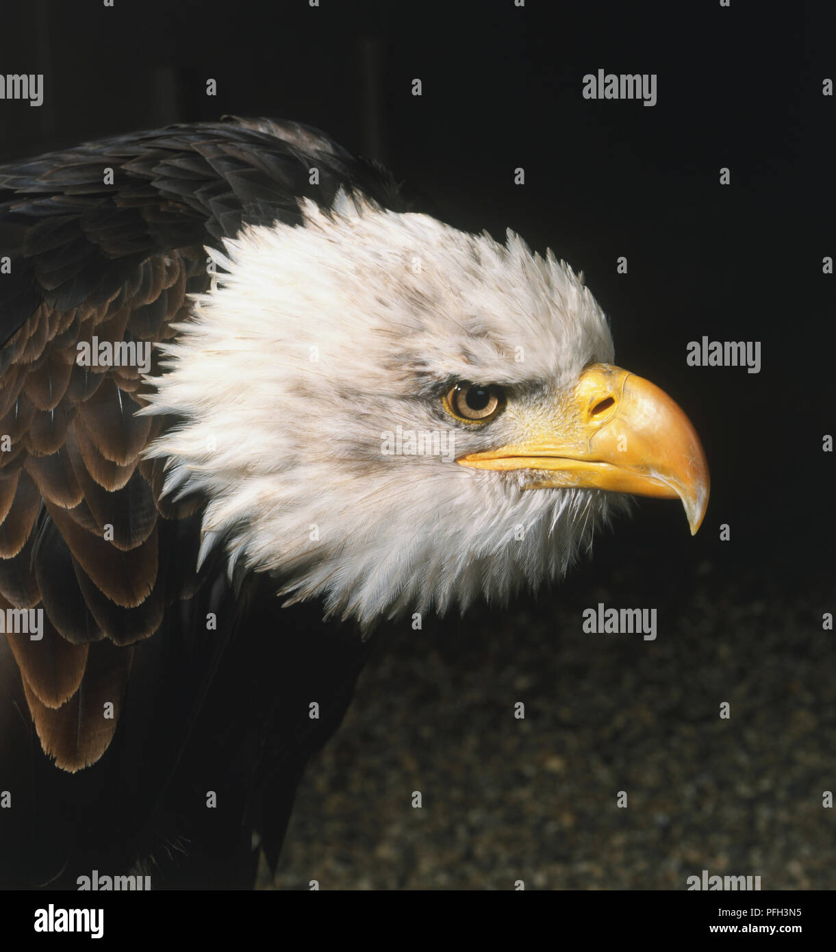 Head of Bald Eagle (Haliaeetus Leucocephalus), side view Stock Photo ...