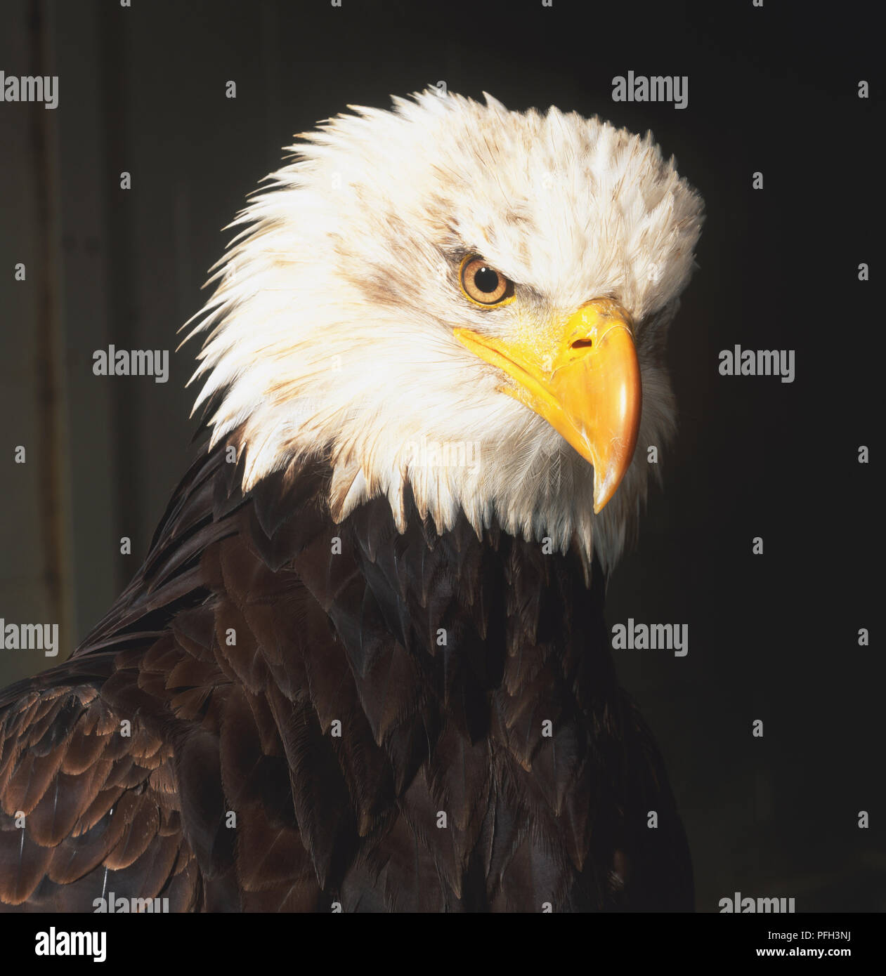 Head of Bald Eagle (Haliaeetus Leucocephalus), side view Stock Photo ...