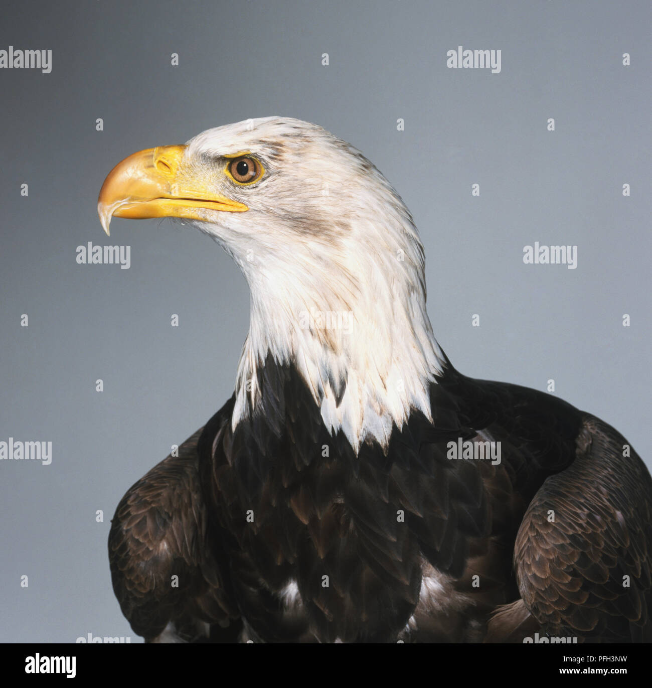 Head of Bald Eagle (Haliaeetus Leucocephalus), side view Stock Photo ...