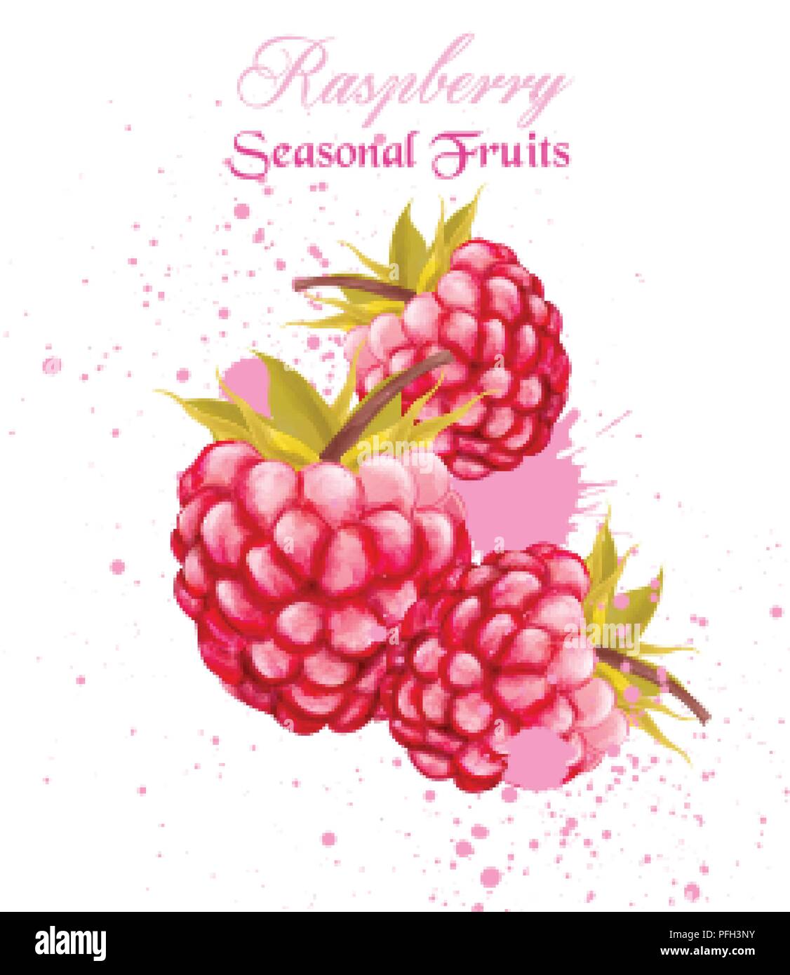 Watercolor raspberry summer card background Vector illustration Stock ...