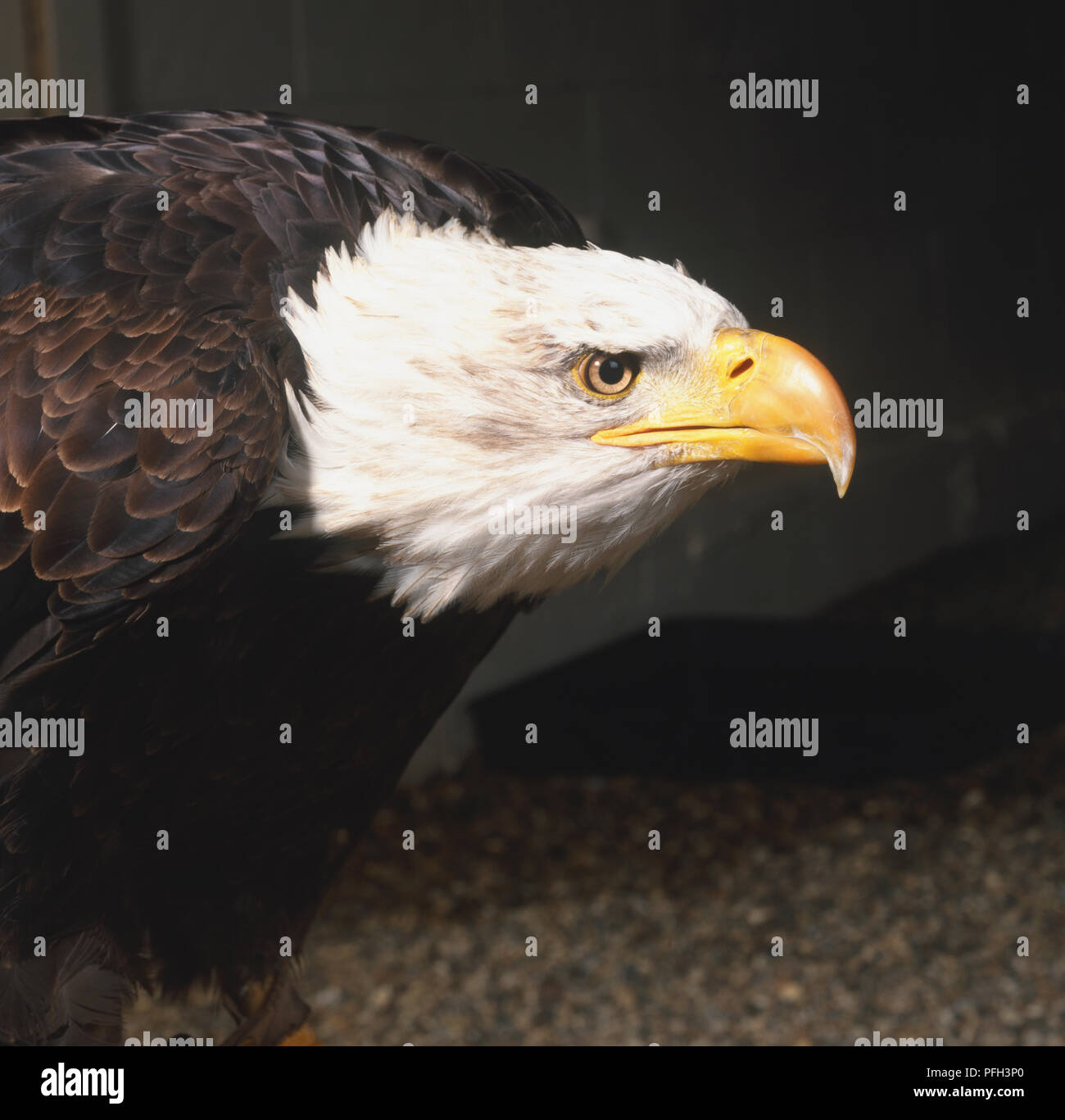 Head of Bald Eagle (Haliaeetus Leucocephalus), side view Stock Photo ...