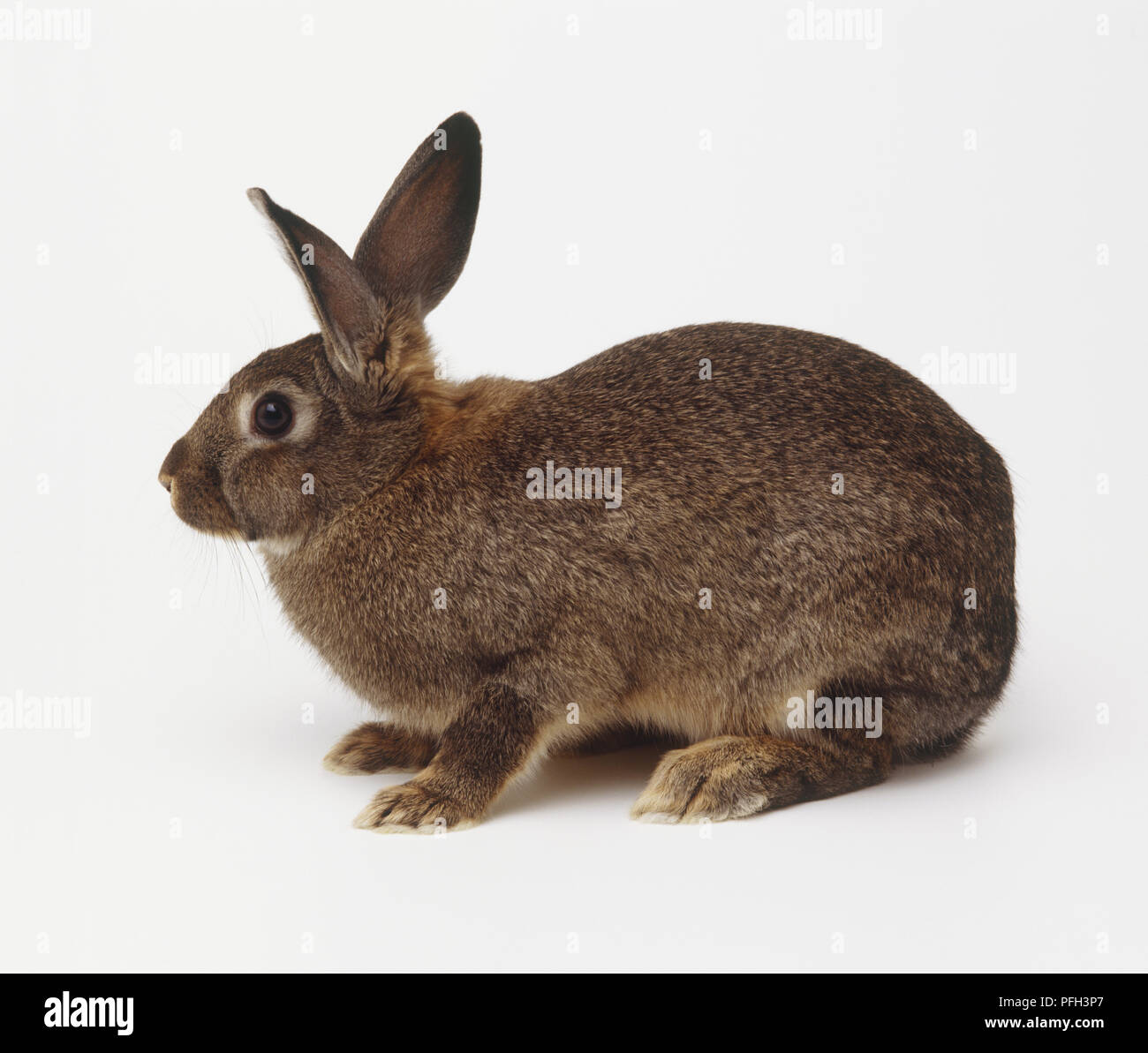 European Rabbit (Oryctolagus cuniculus), side view Stock Photo - Alamy