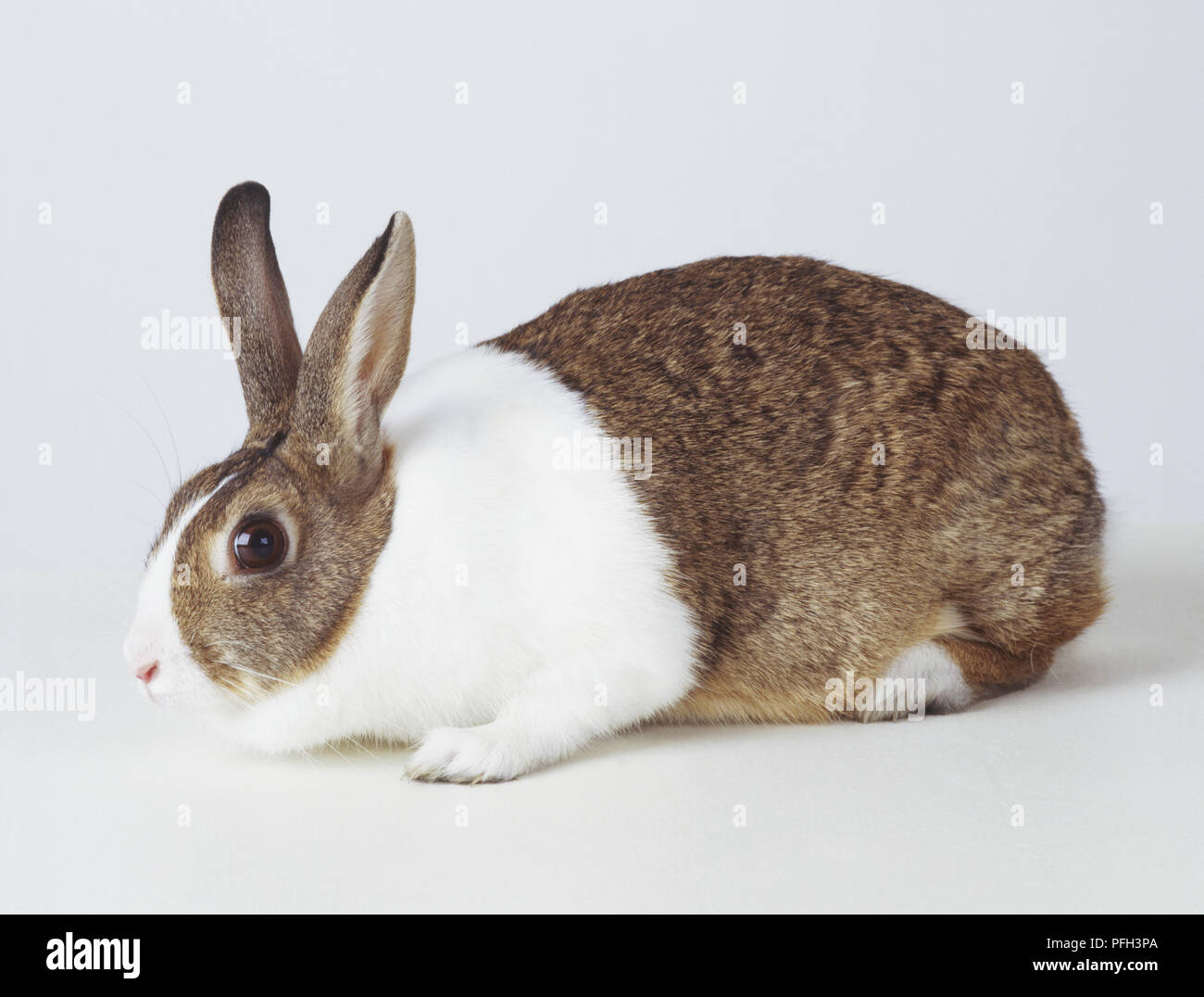 Grey and white European Rabbit (Oryctolagus cuniculus), side view Stock ...