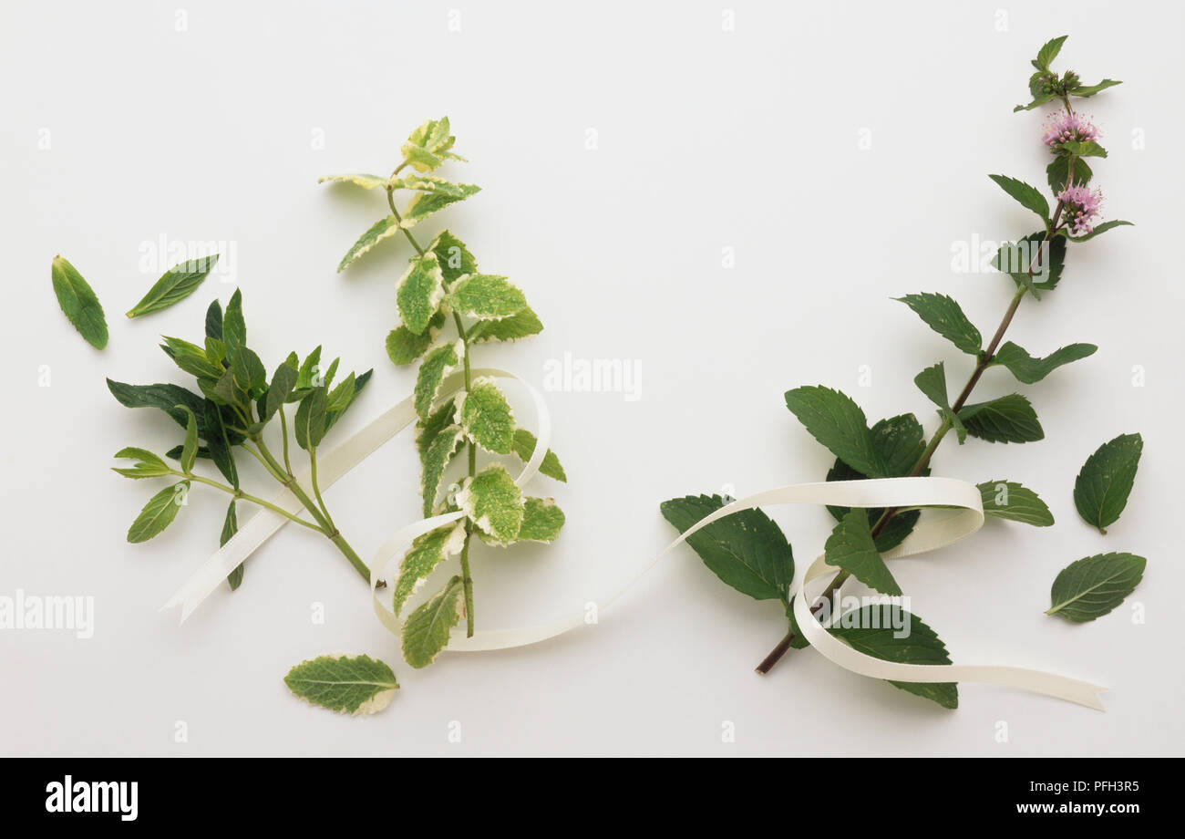 Mentha varieties hi-res stock photography and images - Alamy