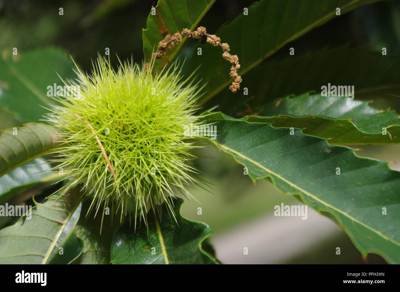 Chestnut Tree Fruit High Resolution Stock Photography and Images - Alamy