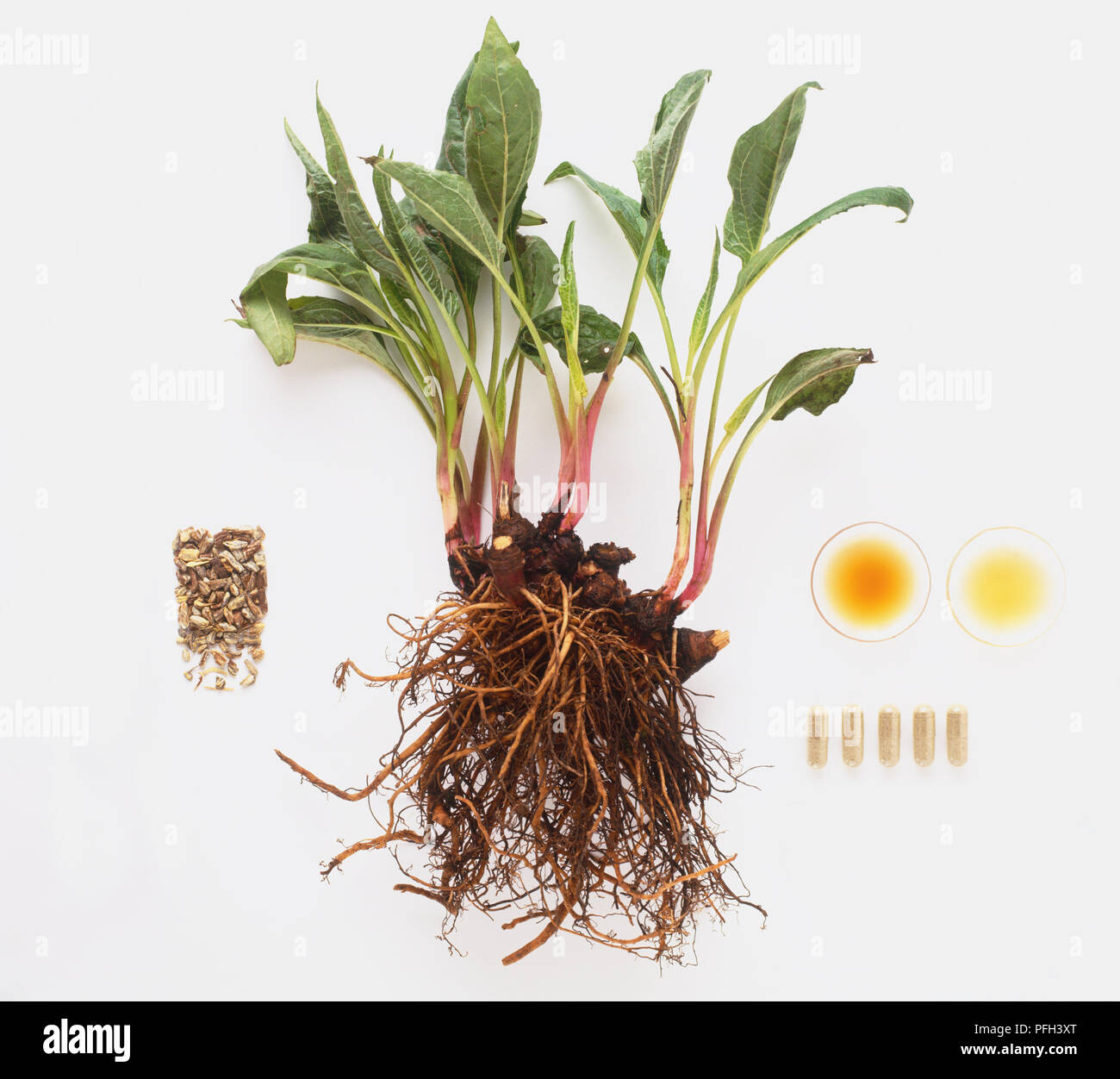 Echinacea sp., uprooted Coneflower plant and Echinacea tincture and ...