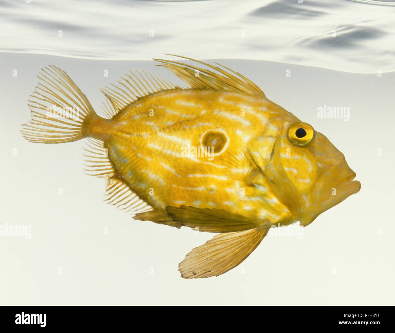 Does John Dory Fish Have Scales at Jerry Cook blog