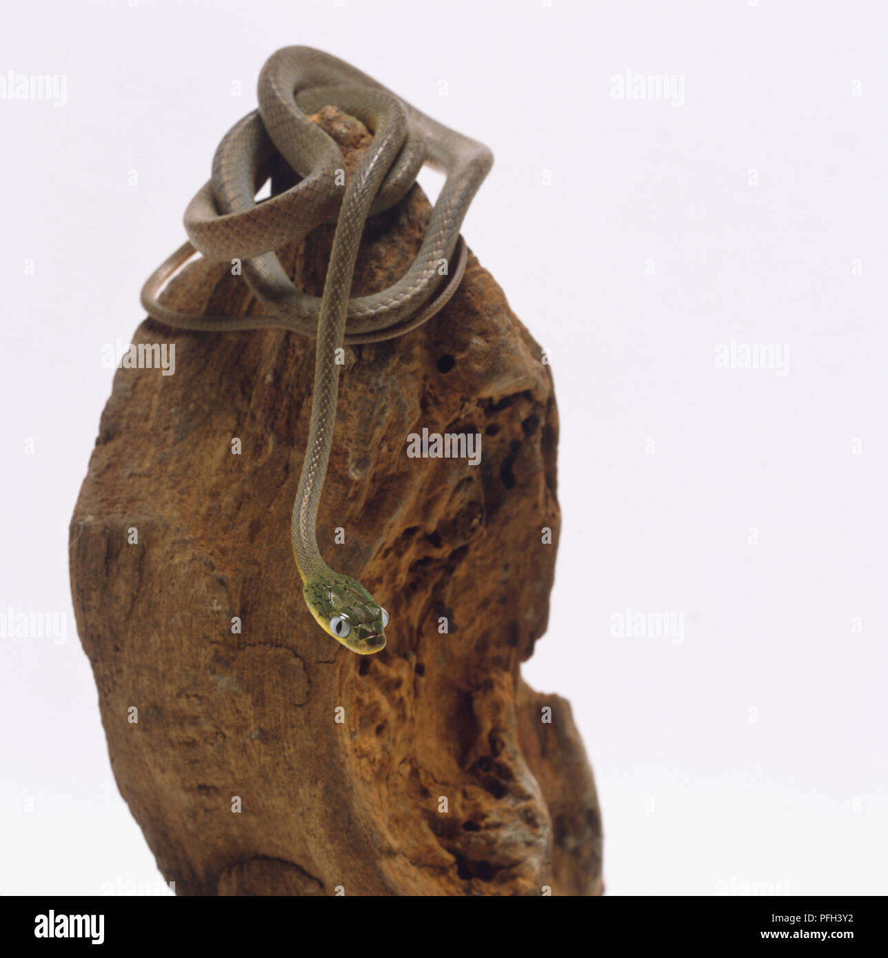 Green Catsnake (Boiga cyanea) coiled on a rock, its head hanging down ...