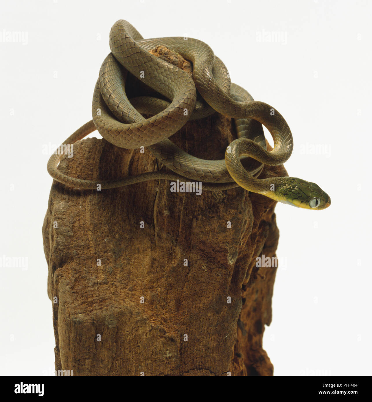 Catsnake hi-res stock photography and images - Alamy