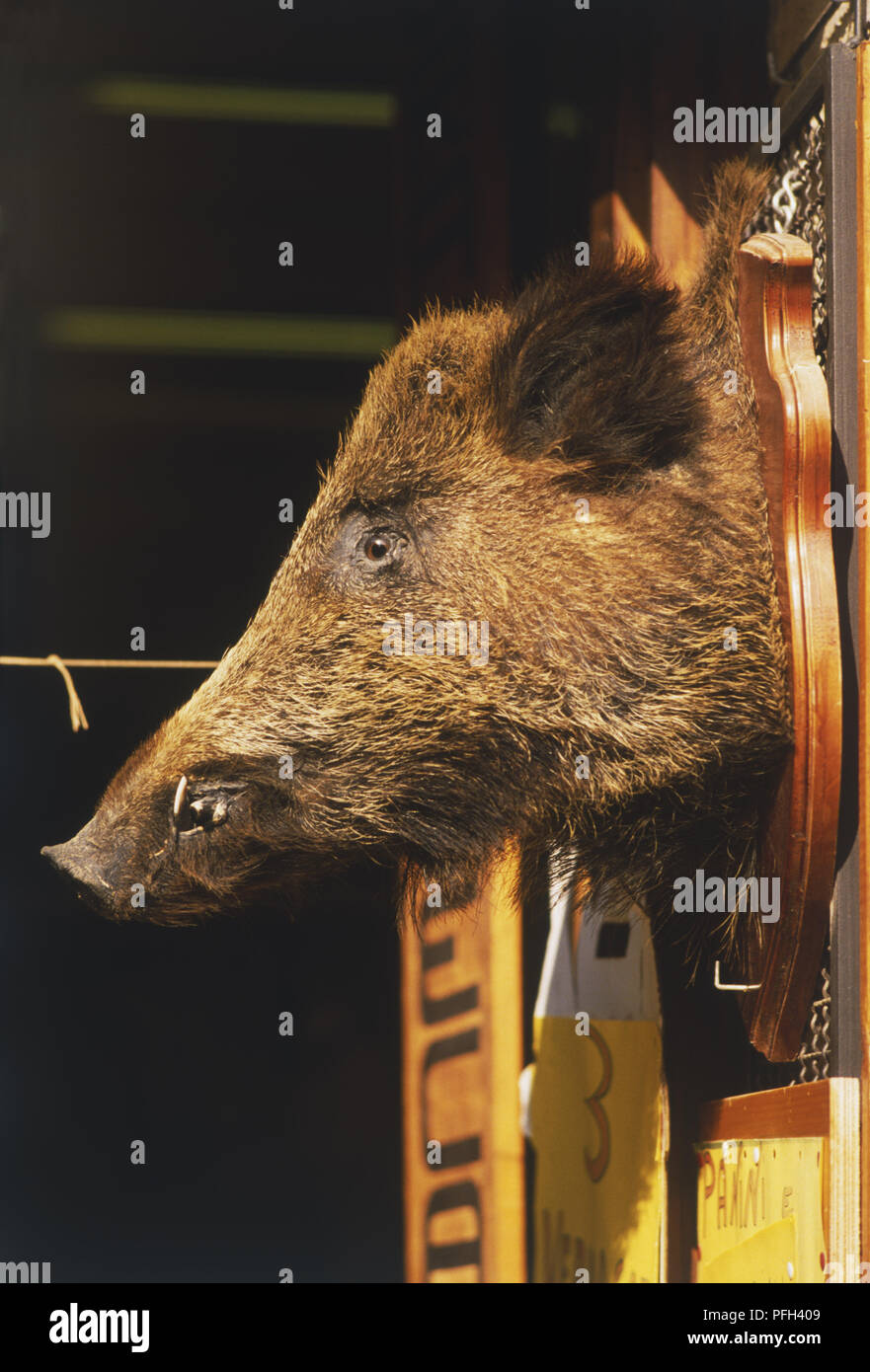 Central european boar hi-res stock photography and images - Alamy