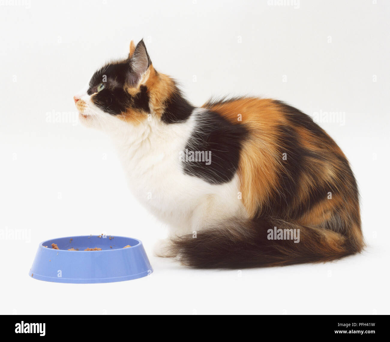 Blue tortoiseshell hi-res stock photography and images - Alamy