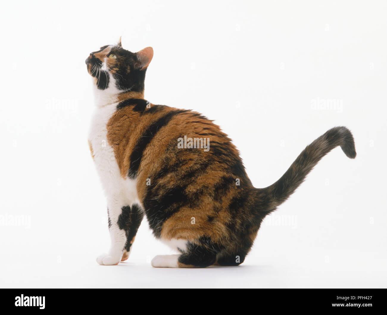 Tortoiseshell and white Cat (Felis catus) in seated position, looking ...