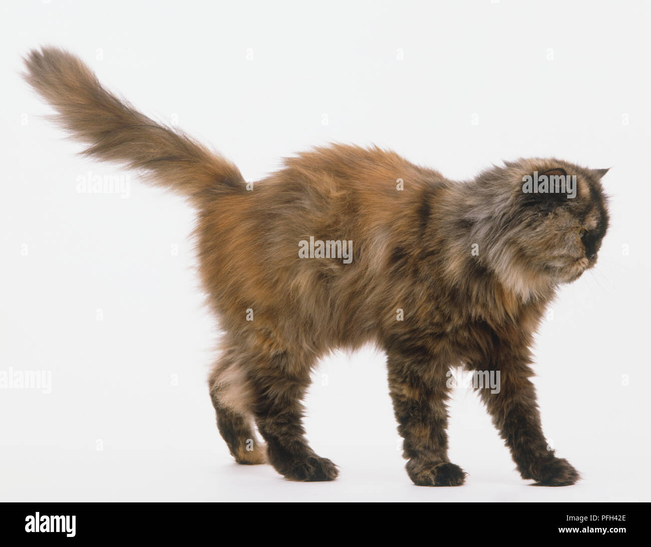 Tortoiseshell cat standing with tail in the air, side view Stock Photo ...
