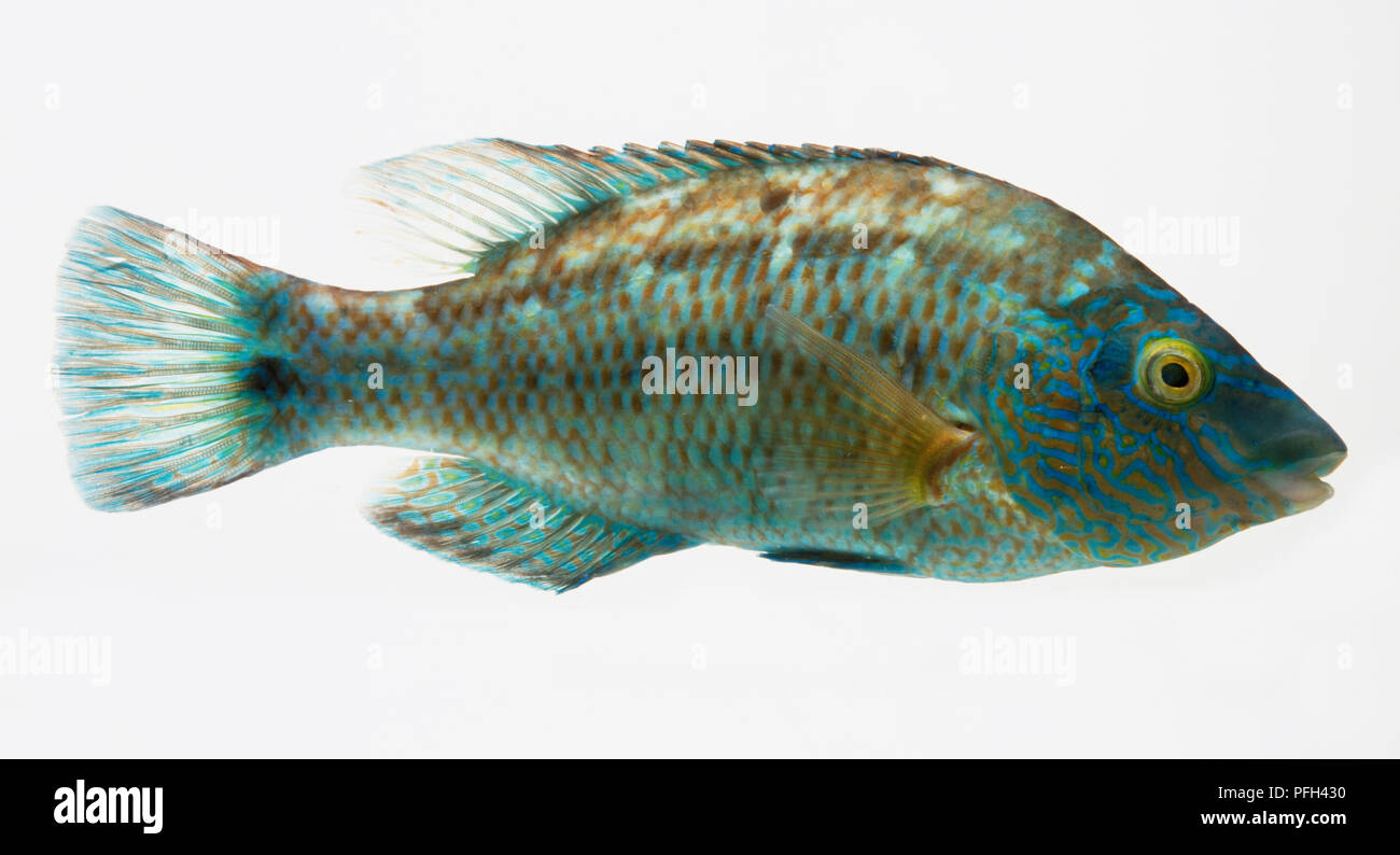 Turquoise coloured Wrasse (Labridae), side view Stock Photo - Alamy