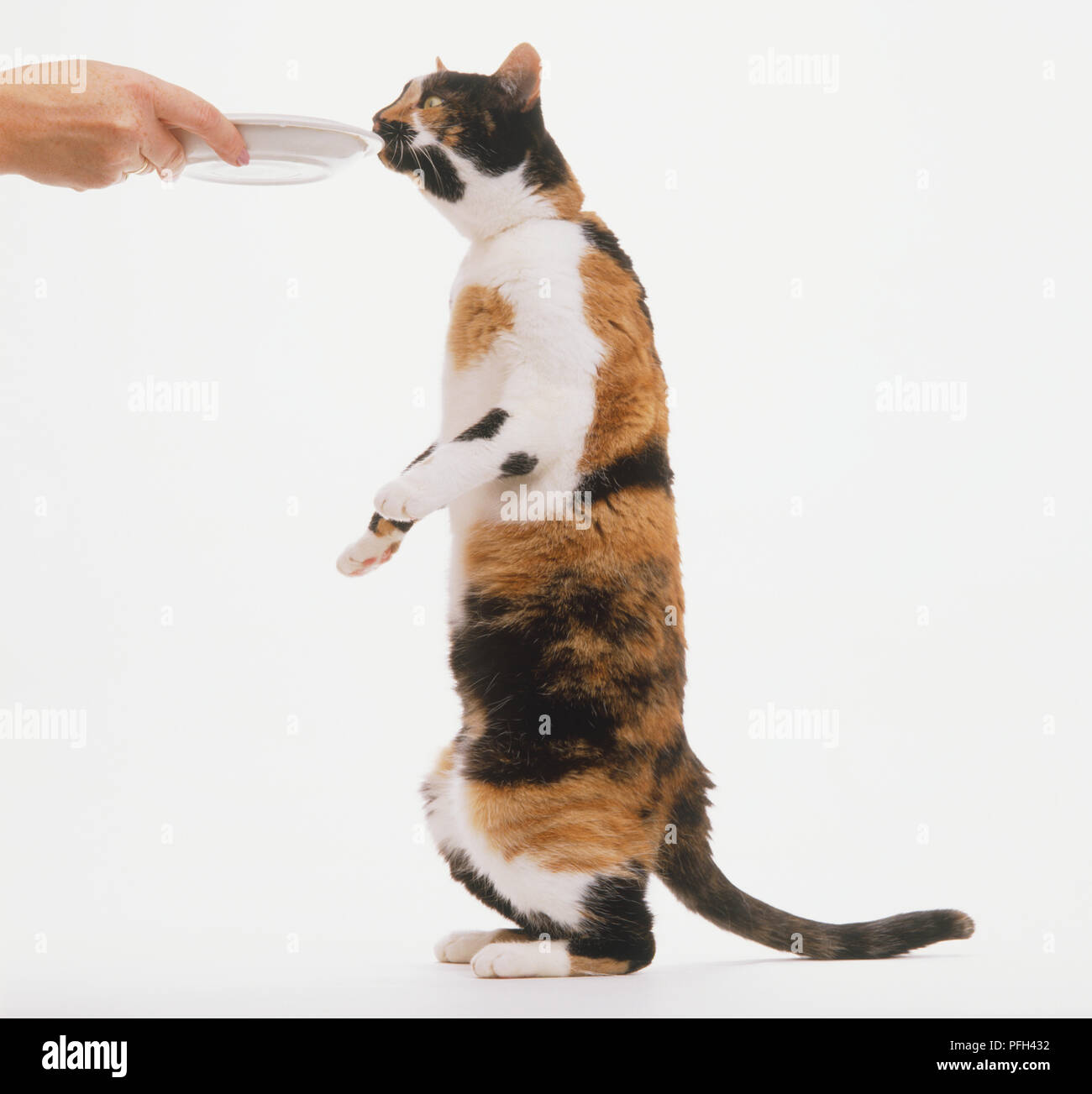 Tortoiseshell and white Cat (Felis catus) standing on hind legs, side ...