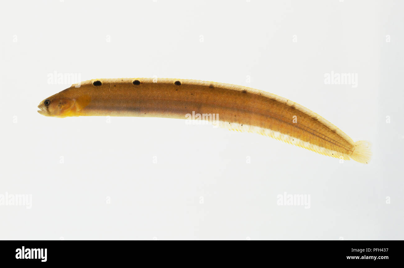 Butter Fish (Pholis gunnellus), an elongated brown fish, side view ...