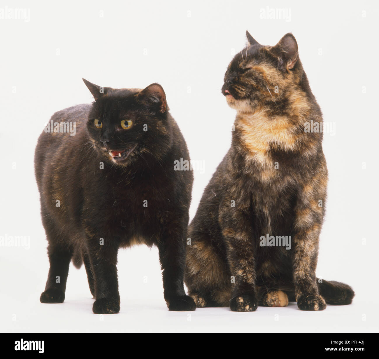 Two tortoiseshell Cats (Felis catus), one hissing and the other sitting ...
